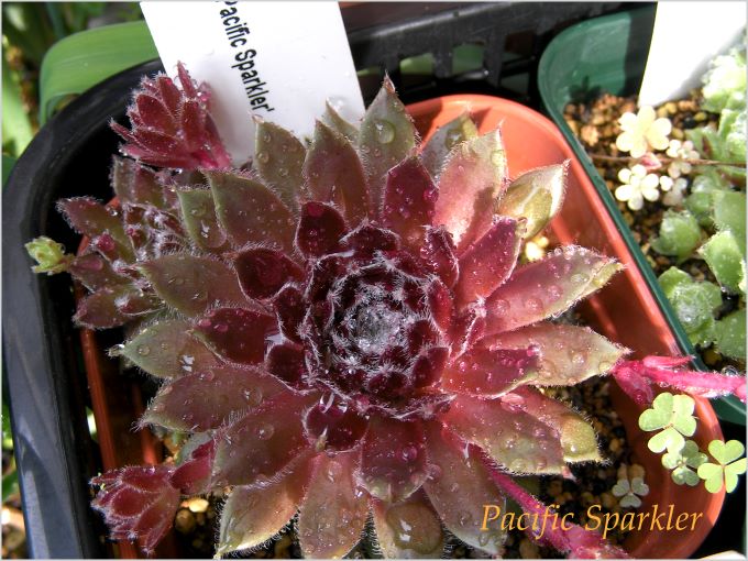 今年のお気にセンペルたち: ++雑感++